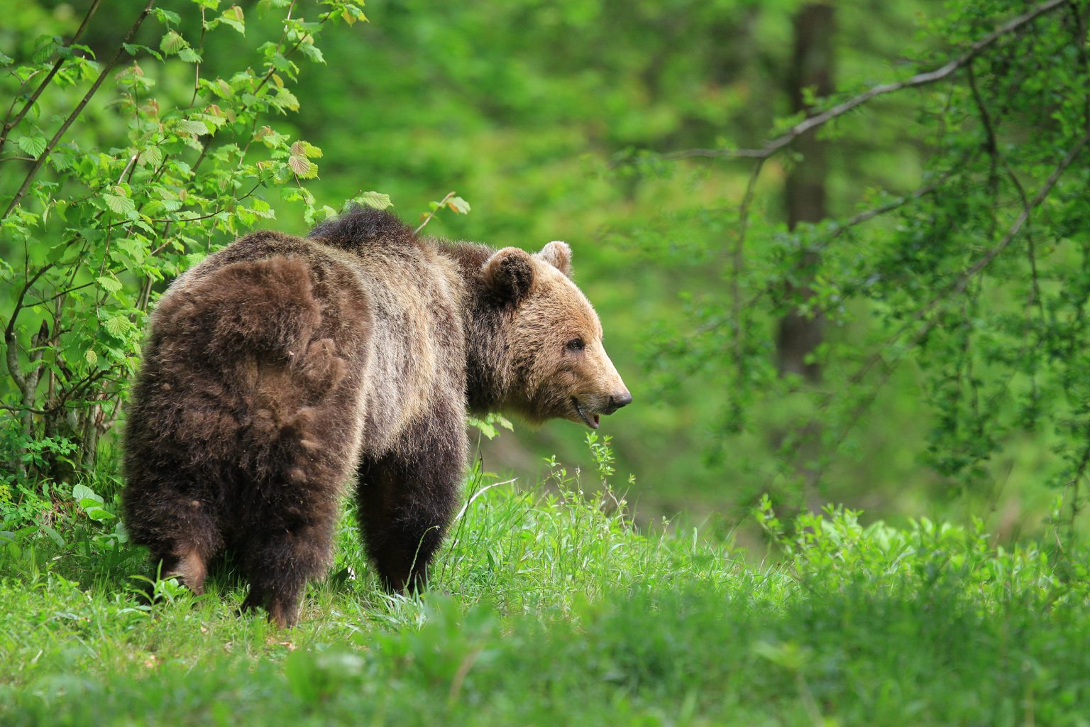 LZS Galerija – Artnak Marjan – Rjavi medved (128) – Lovska zveza Slovenije