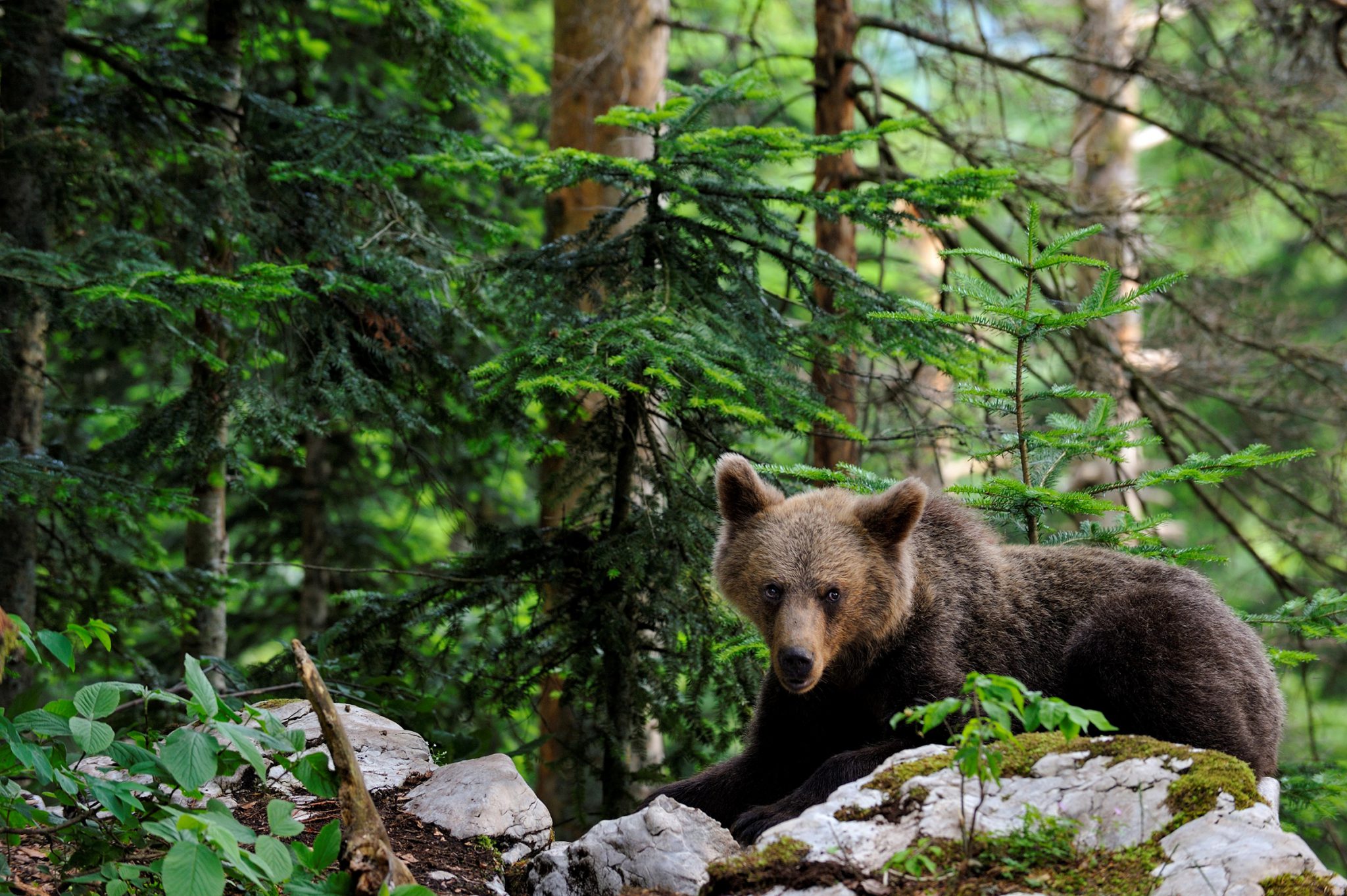 LZS Galerija – Masterl Marko – Rjavi medved (12) – Lovska zveza Slovenije
