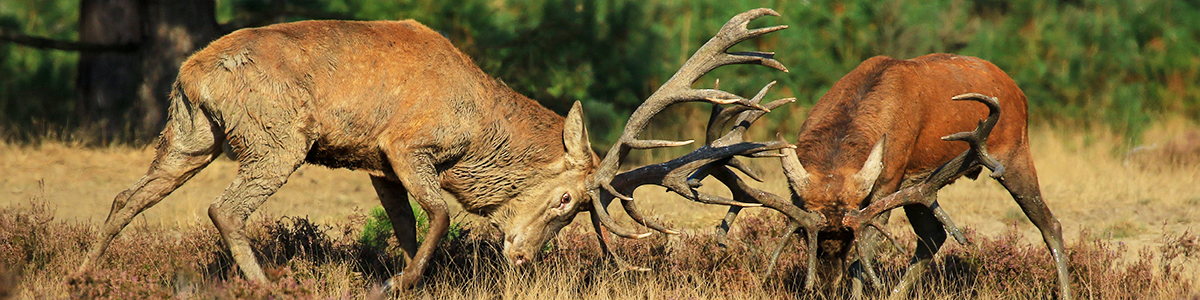 Slider_300 – Artnak Marjan – Navadni jelen (199) – Lovska zveza Slovenije