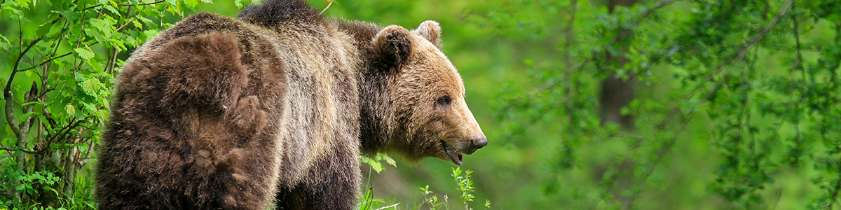 Slider_300 – Artnak Marjan – Rjavi medved (128) – Lovska zveza Slovenije