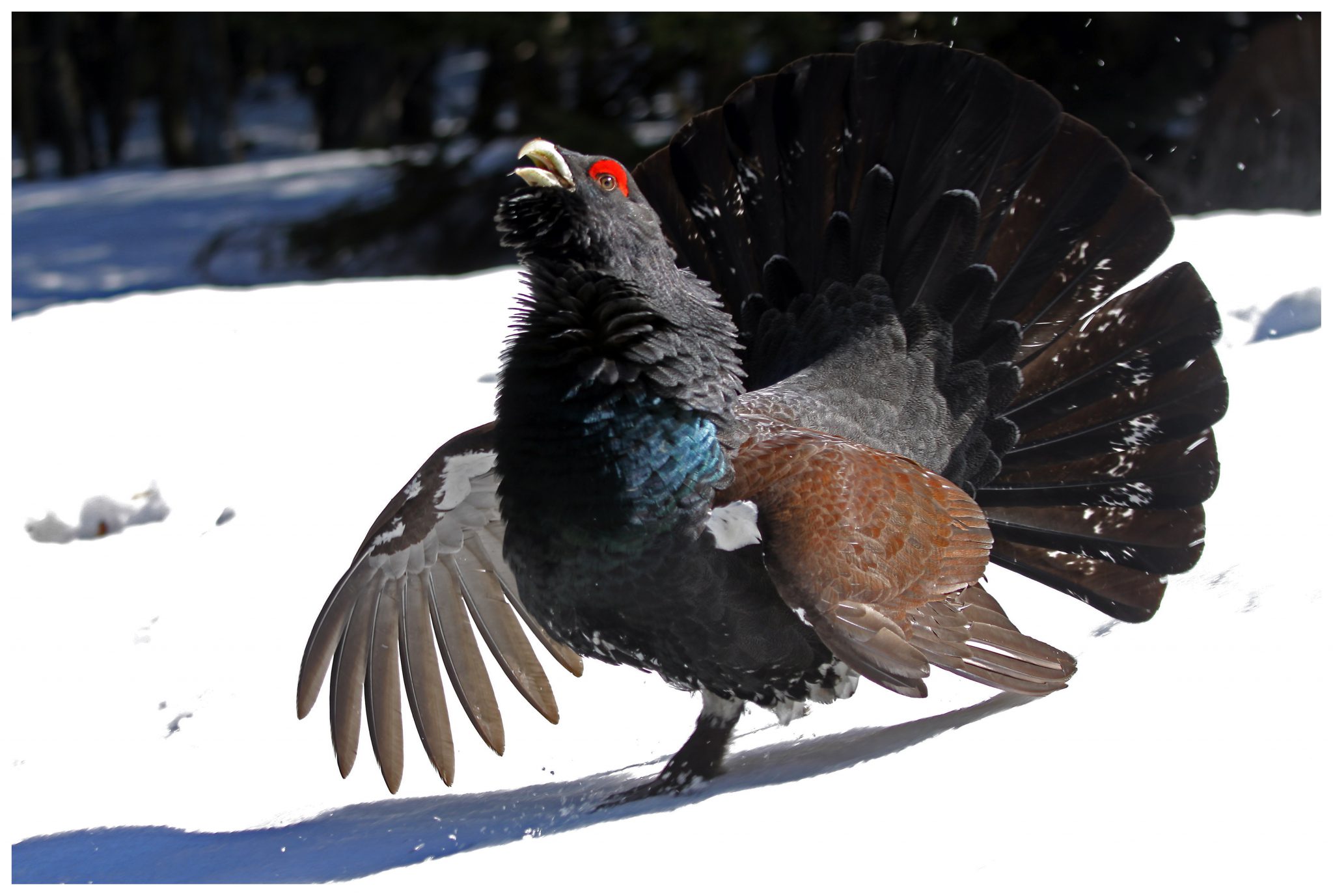 VIDEO: Ko se oglaša divji petelin – Lovska zveza Slovenije