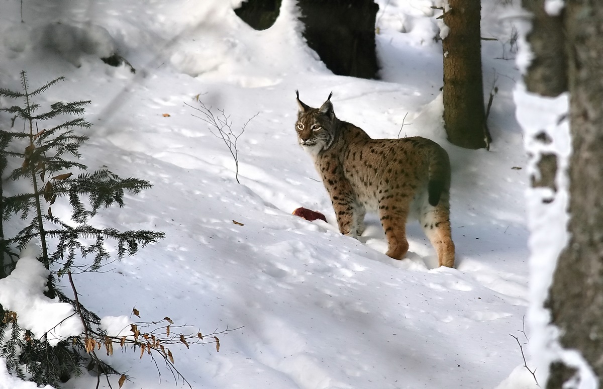 Predavanja za lovce ob zaključku projekta LIFE Lynx – Lovska zveza ...