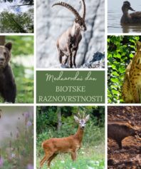 Kuna zlatica – Lovska zveza Slovenije